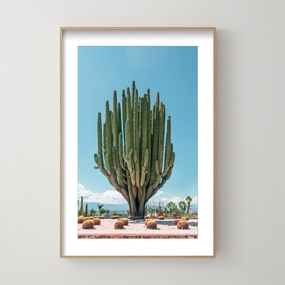 Morelos Cactus – artsake.com